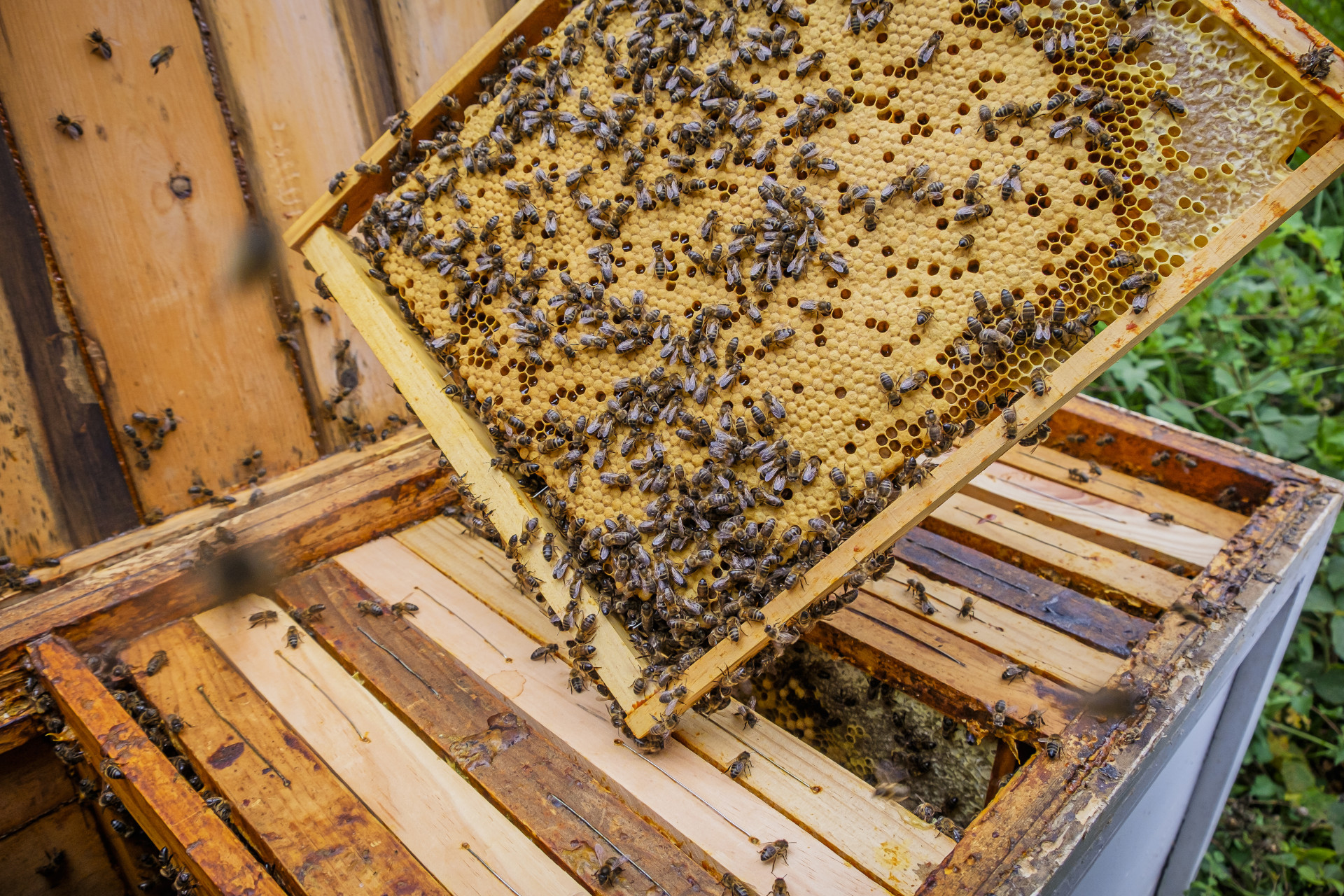 GoogleWorks and Lauer’s Park offer ‘Sweet Relief’ through Beekeeping ...